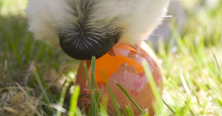 ¿los Perros Pueden Comer Huevo 🥚
